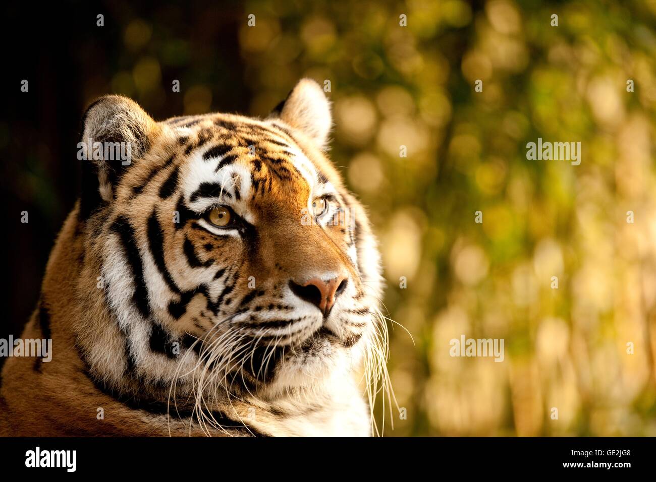 Tiger portraits hi-res stock photography and images - Alamy