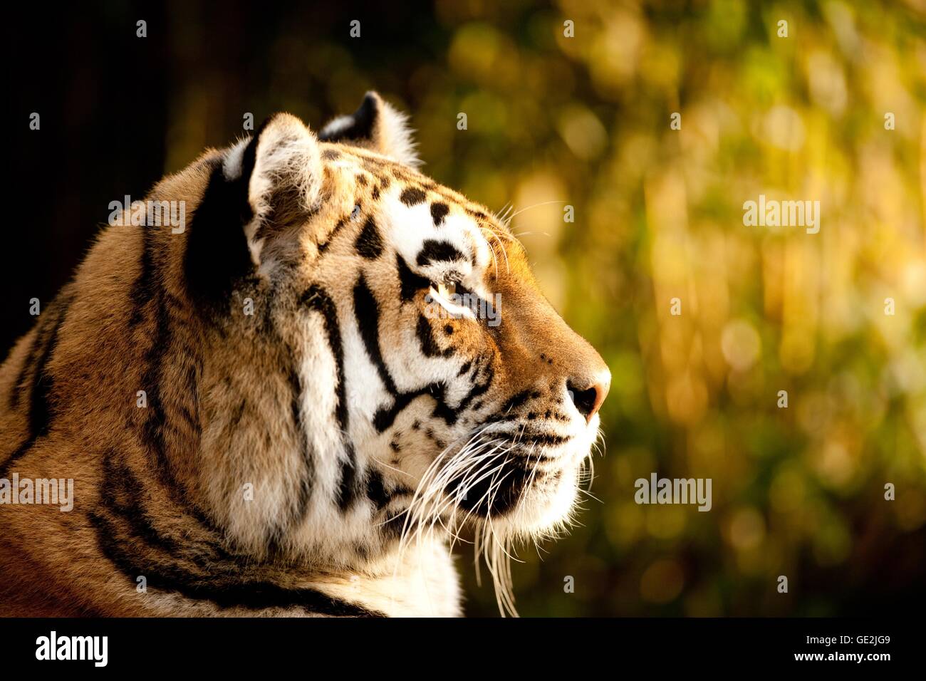 Tiger portraits hi-res stock photography and images - Alamy