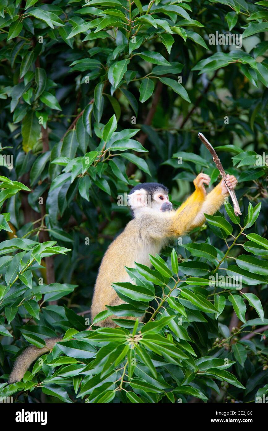 Monkey side view hi-res stock photography and images - Alamy