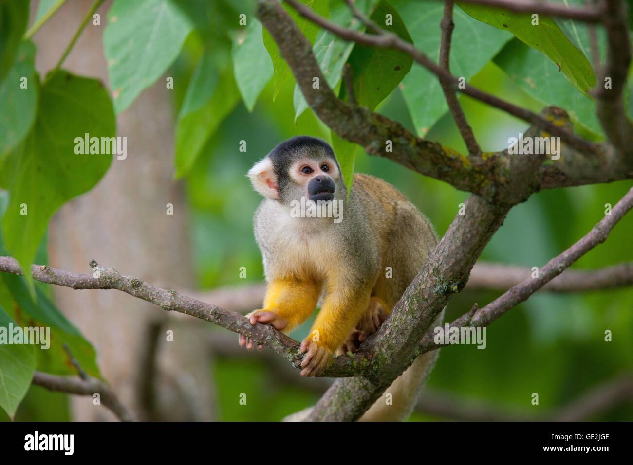 Monkey tree limb hi-res stock photography and images - Alamy