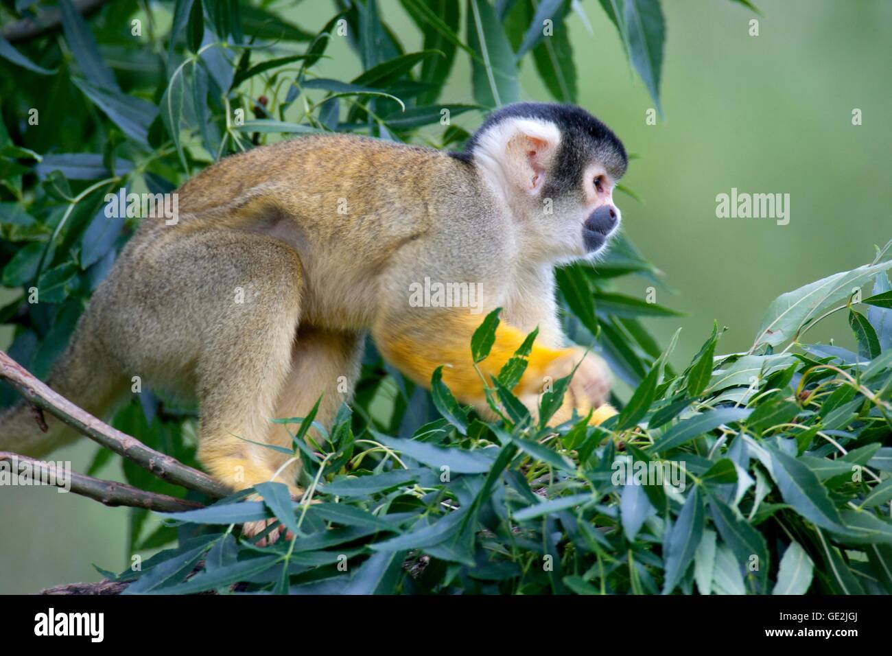 Profile monkey hi-res stock photography and images - Alamy