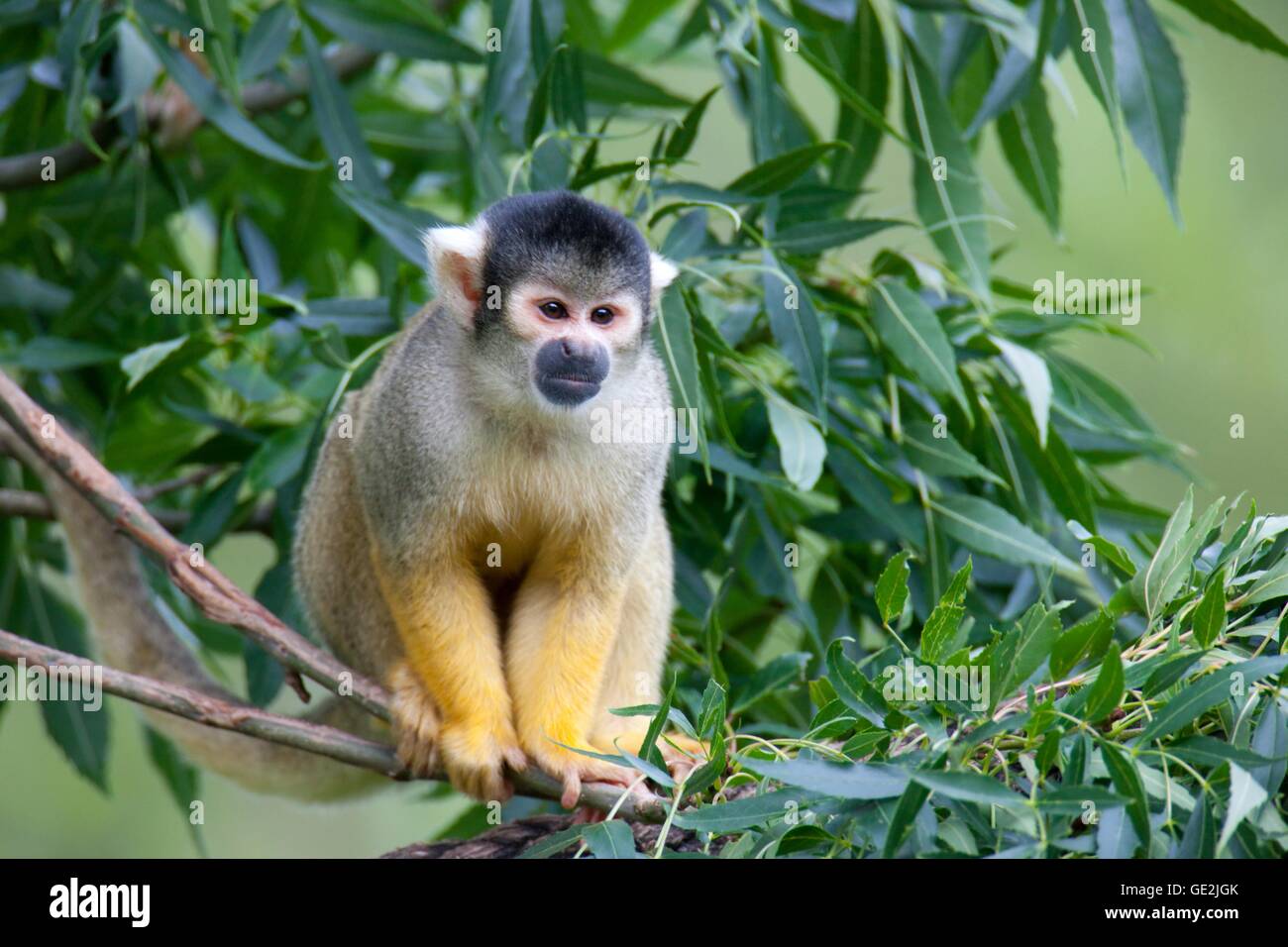 Monkey tree limb hi-res stock photography and images - Alamy