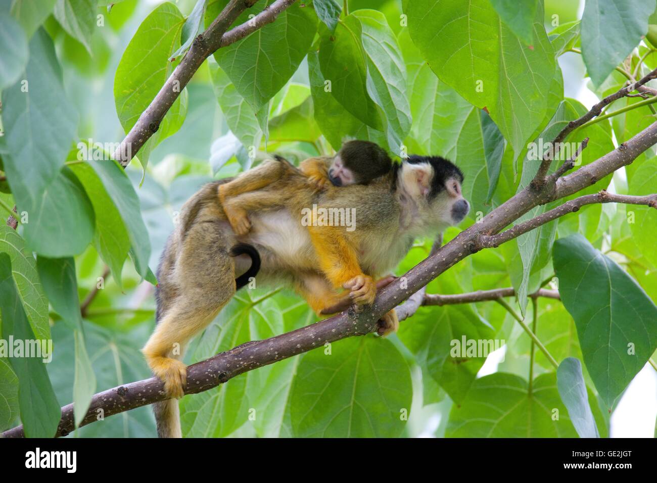 Baby squirrel monkey hi-res stock photography and images - Alamy