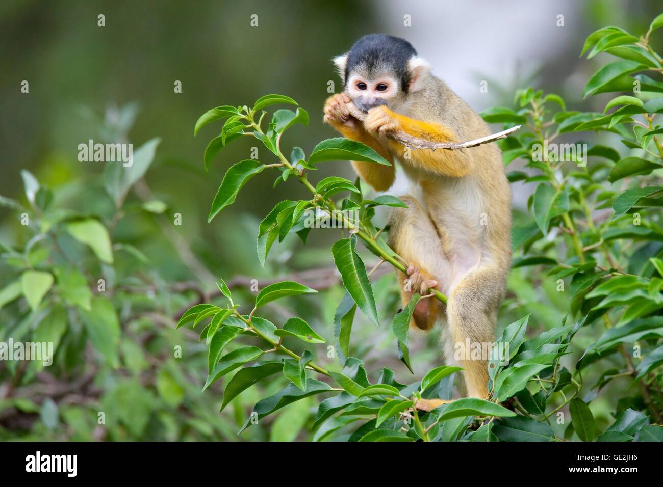 Monkey outdoor hi-res stock photography and images - Alamy