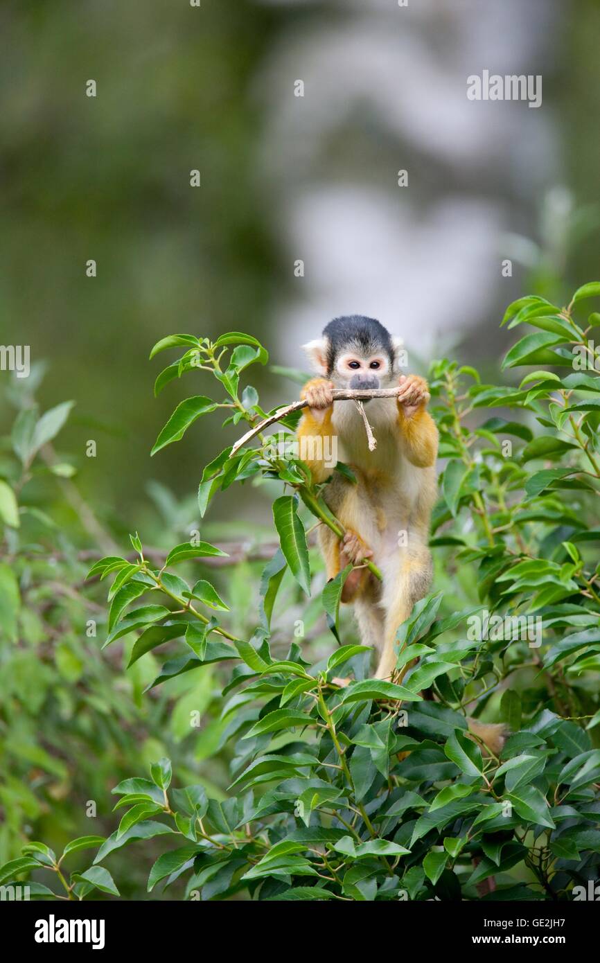 Monkey outdoor hi-res stock photography and images - Alamy