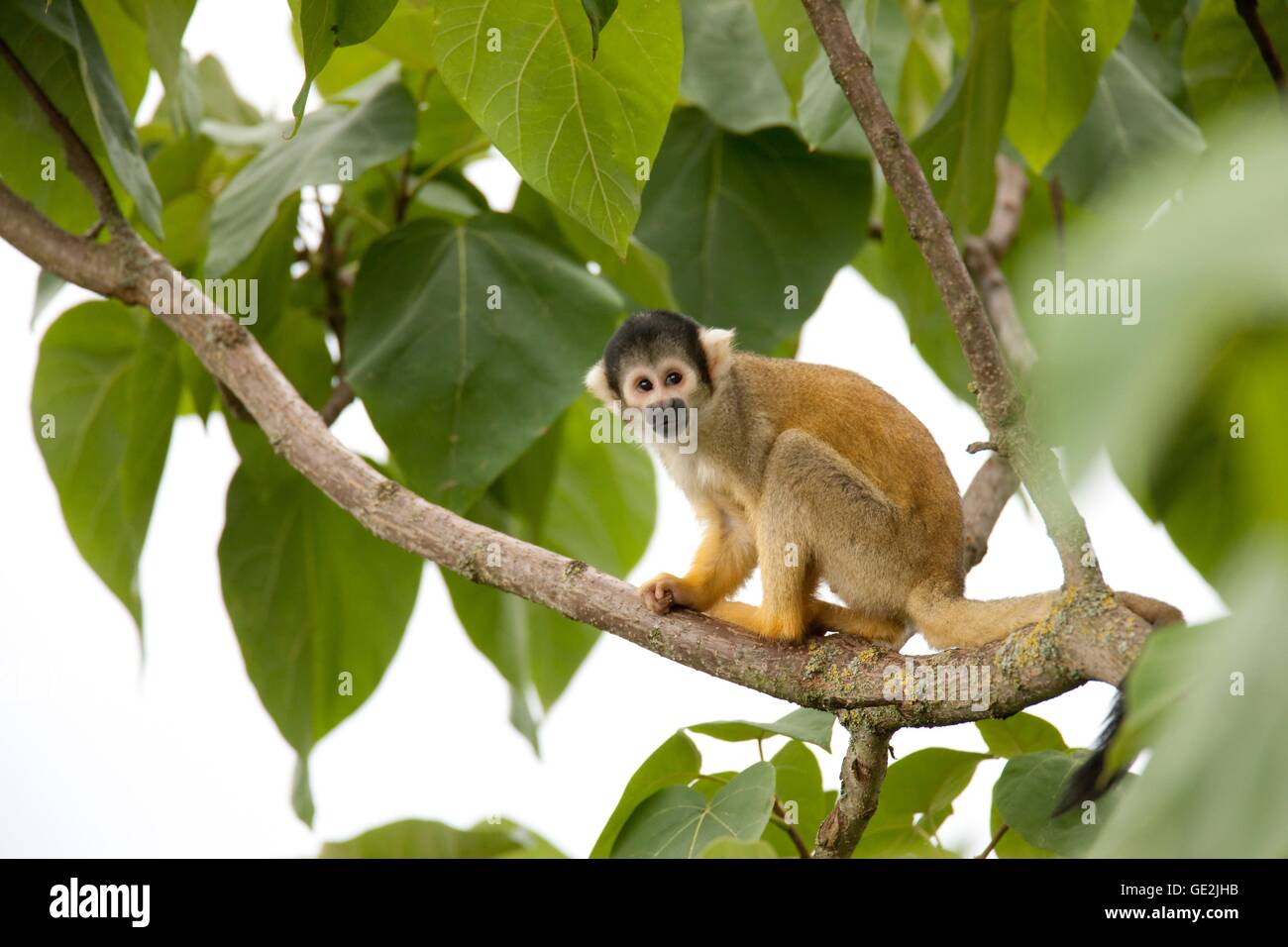 Monkey tree limb hi-res stock photography and images - Alamy