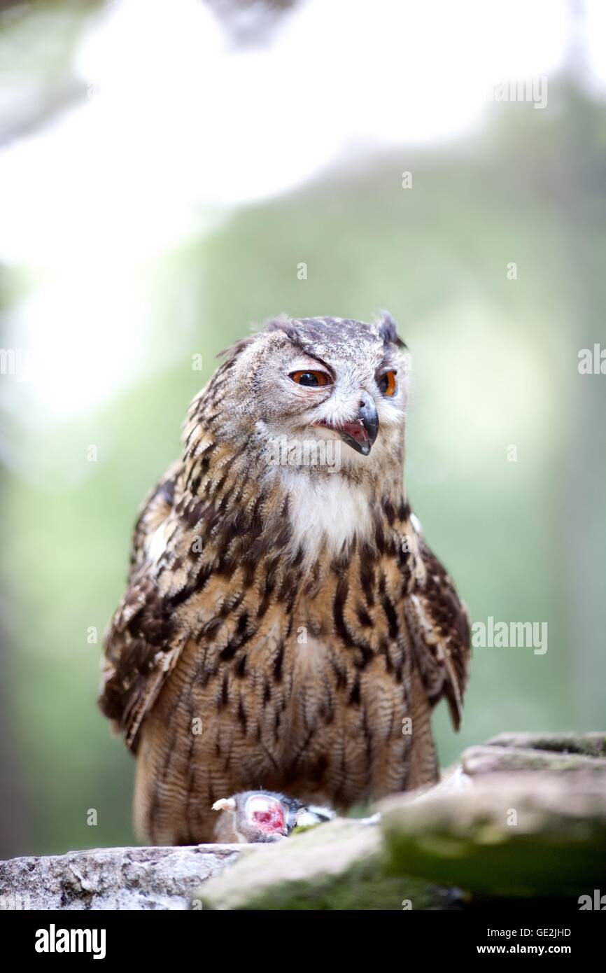 Eurasian eagle owl Stock Photo - Alamy