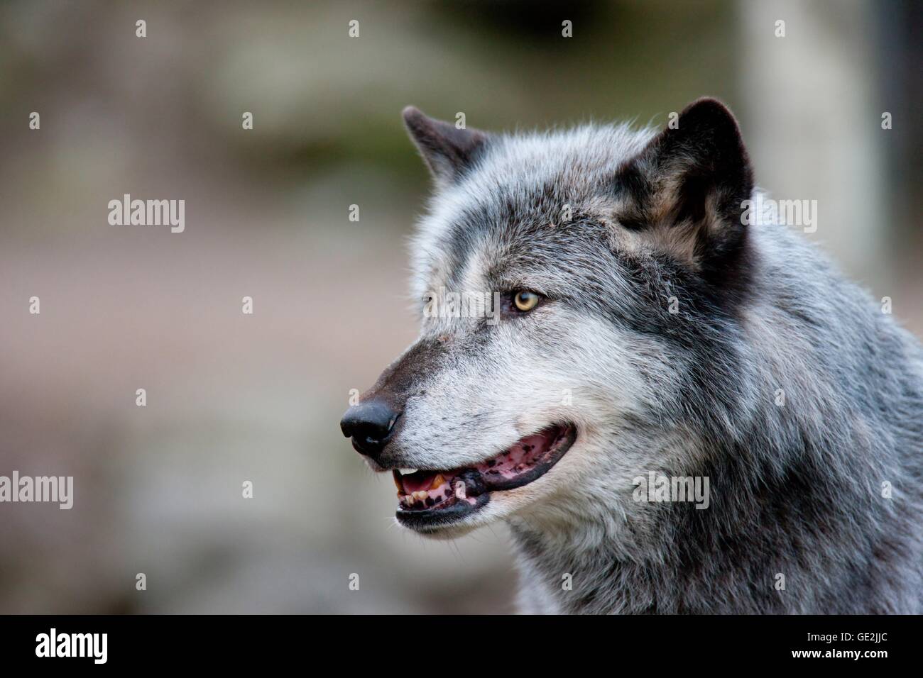Eurasian wolf hi-res stock photography and images - Alamy