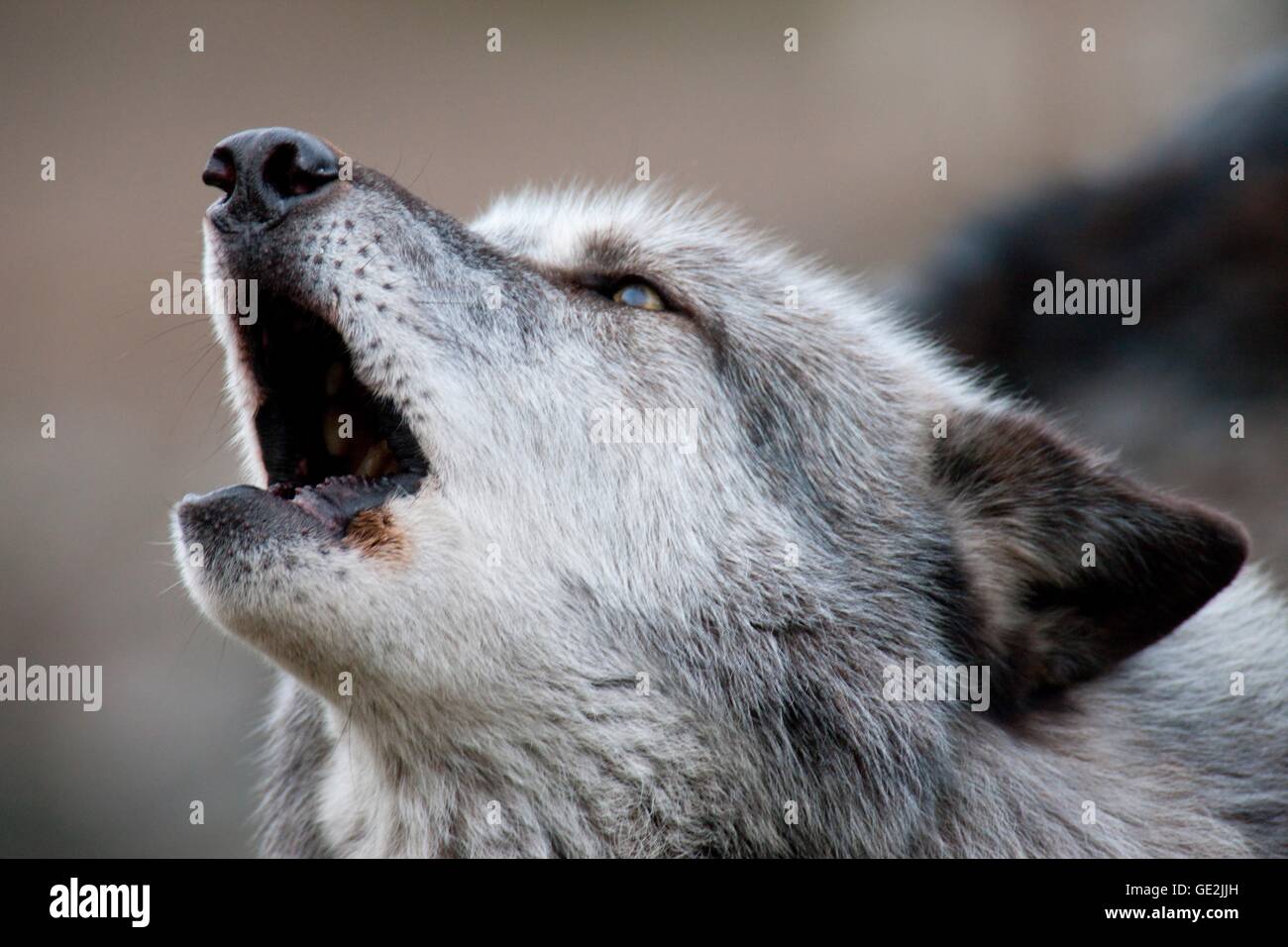 Whining adult hi-res stock photography and images - Alamy