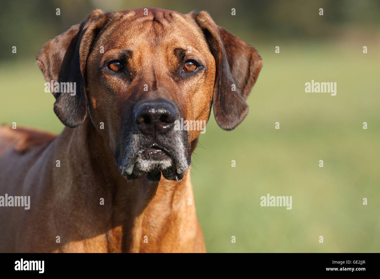 Rhodesian Ridgeback Portrait Stock Photo - Alamy
