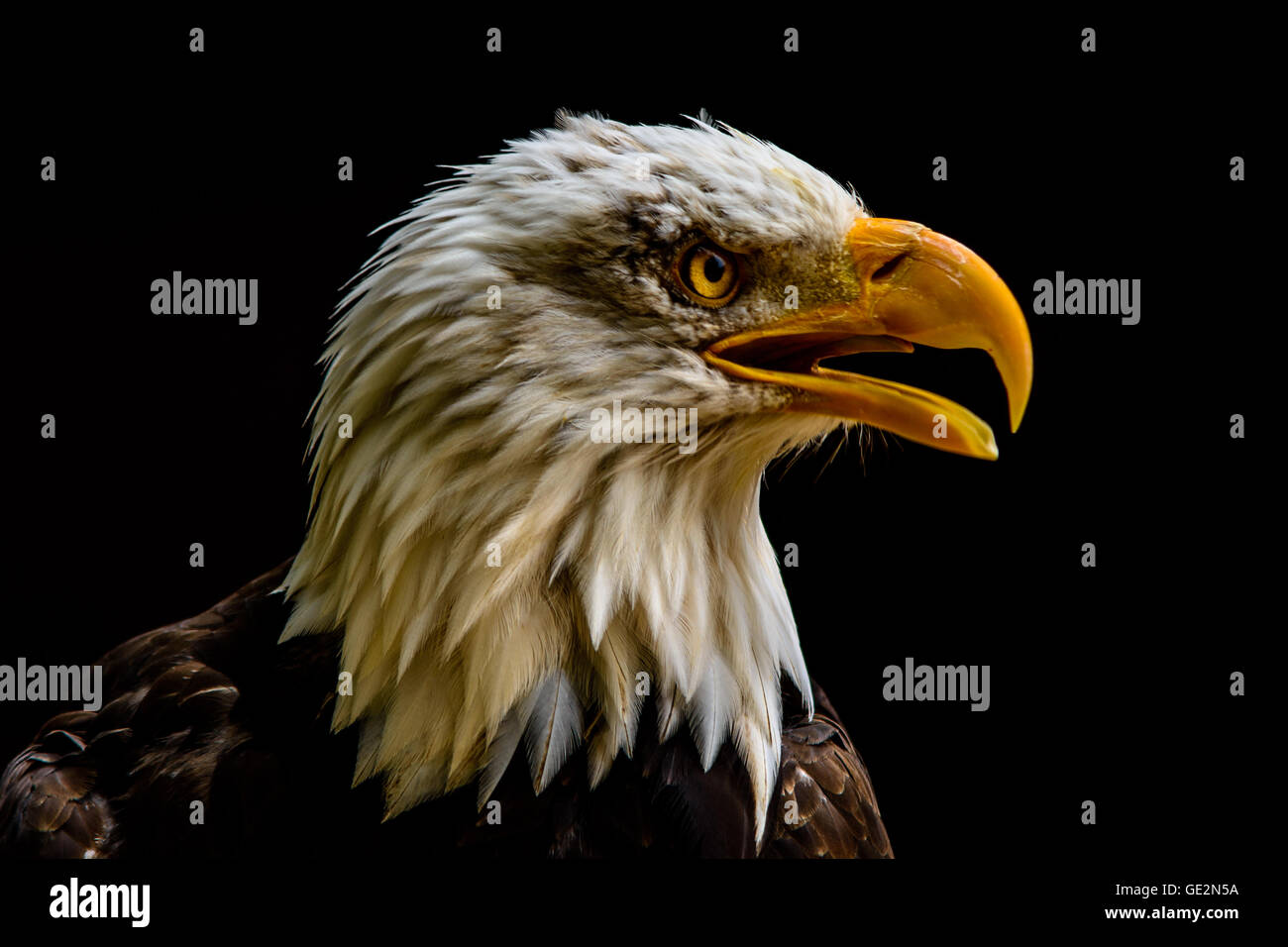 Captive Bald Eagle at Hawk Conservancy Trust Stock Photo - Alamy