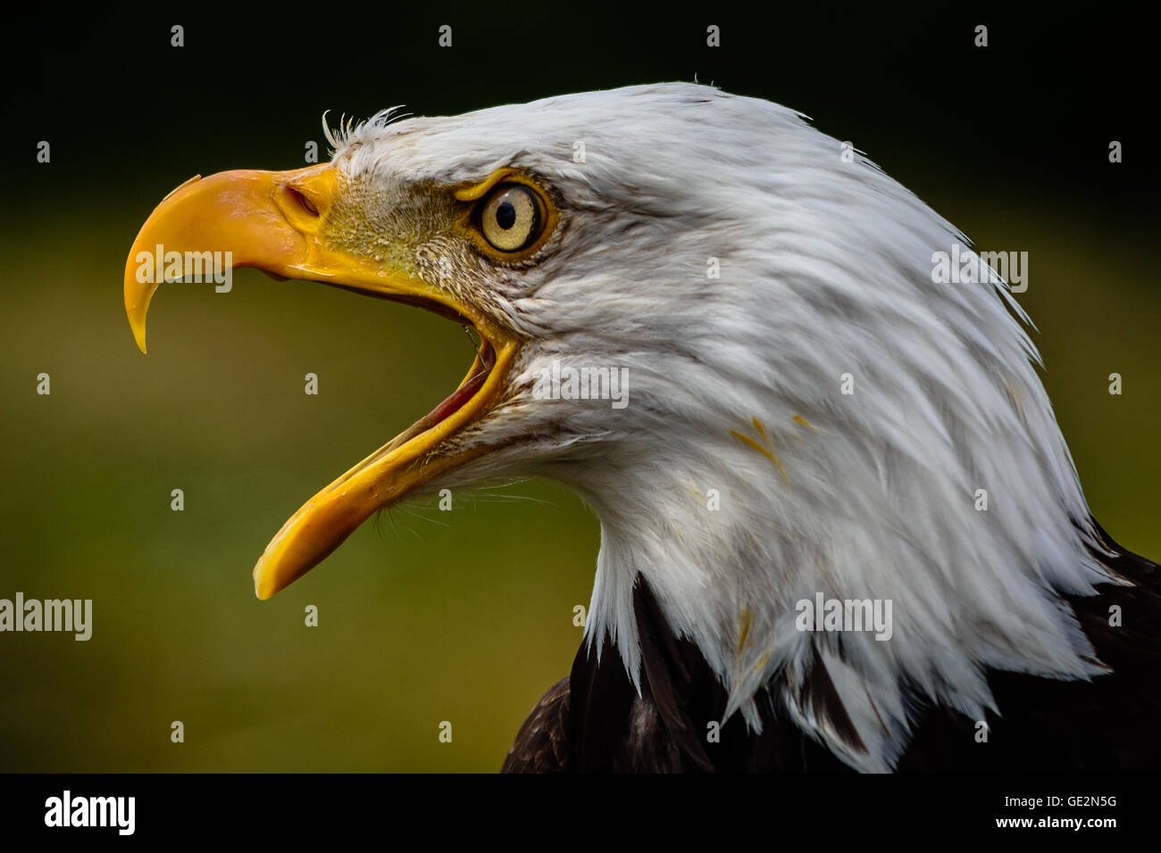 Captive Bald Eagle at Hawk Conservancy Trust Stock Photo - Alamy