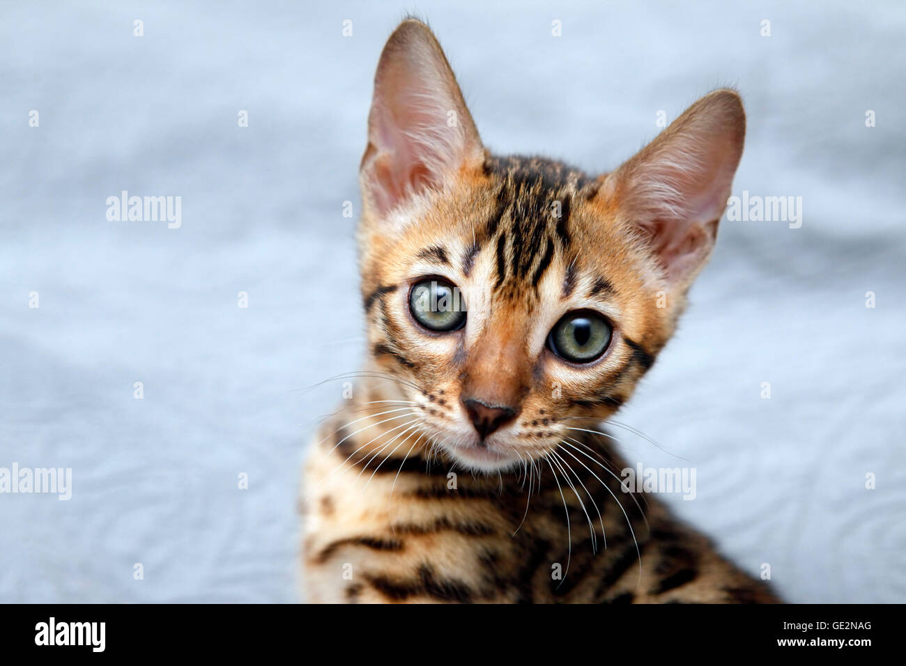 Small bengal kitten, isolated on blue backdrop Stock Photo - Alamy