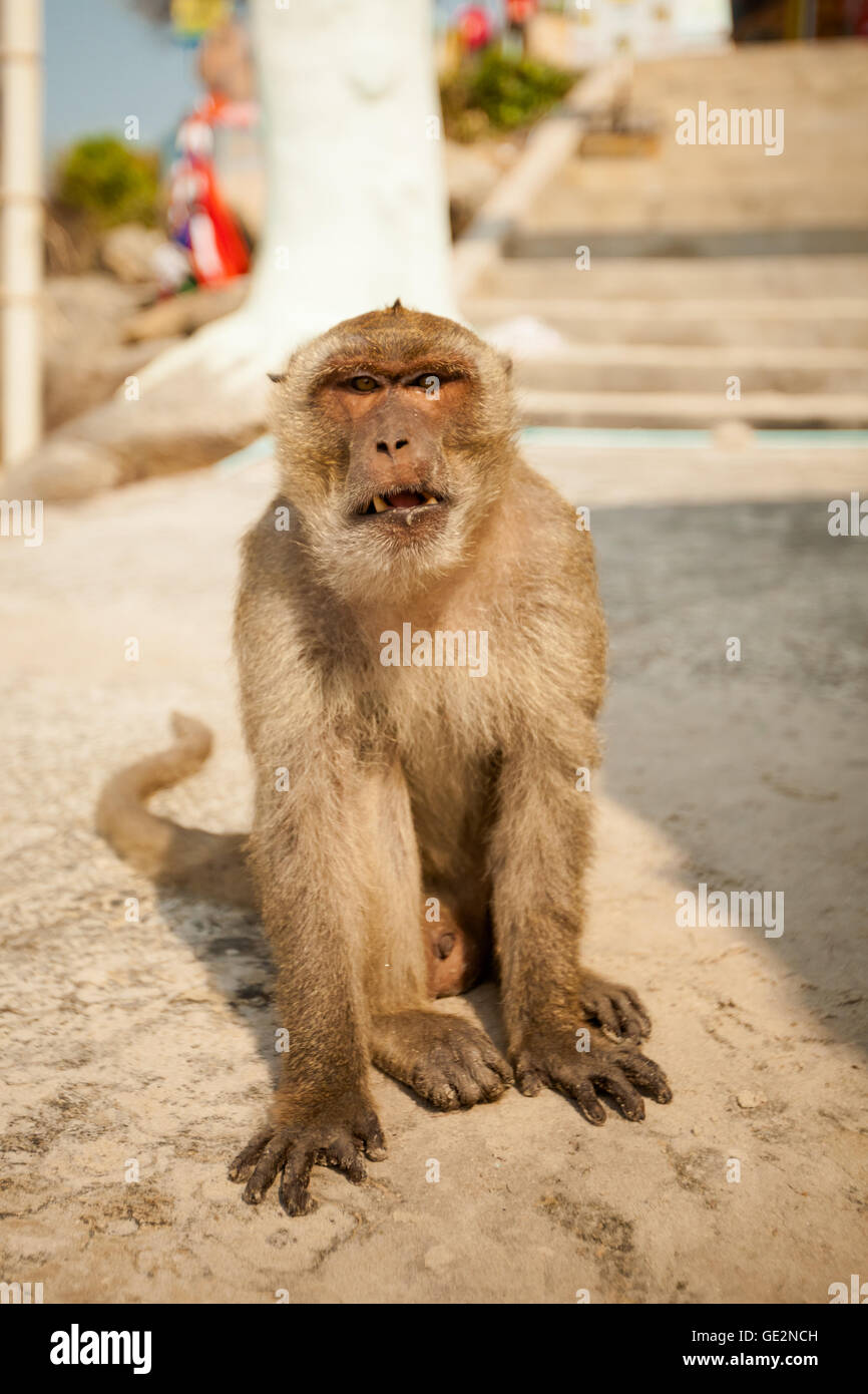 Monkey in Khao Takiab temple in tahi Hua Hin. Fauna of south east Asia ...