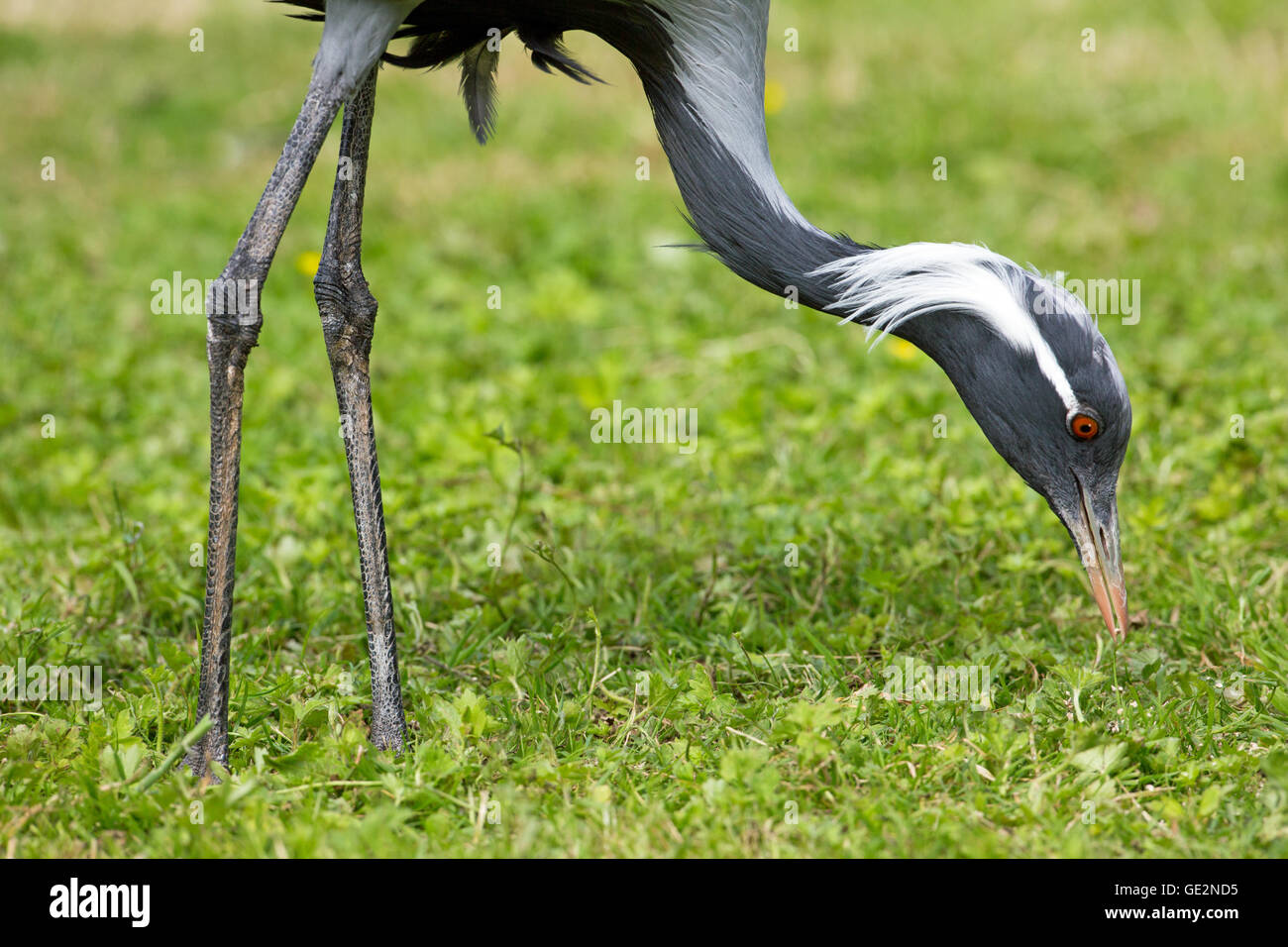 Demoiselle Crane (Anthropoides virgo). Bird using bill to probe ground ...