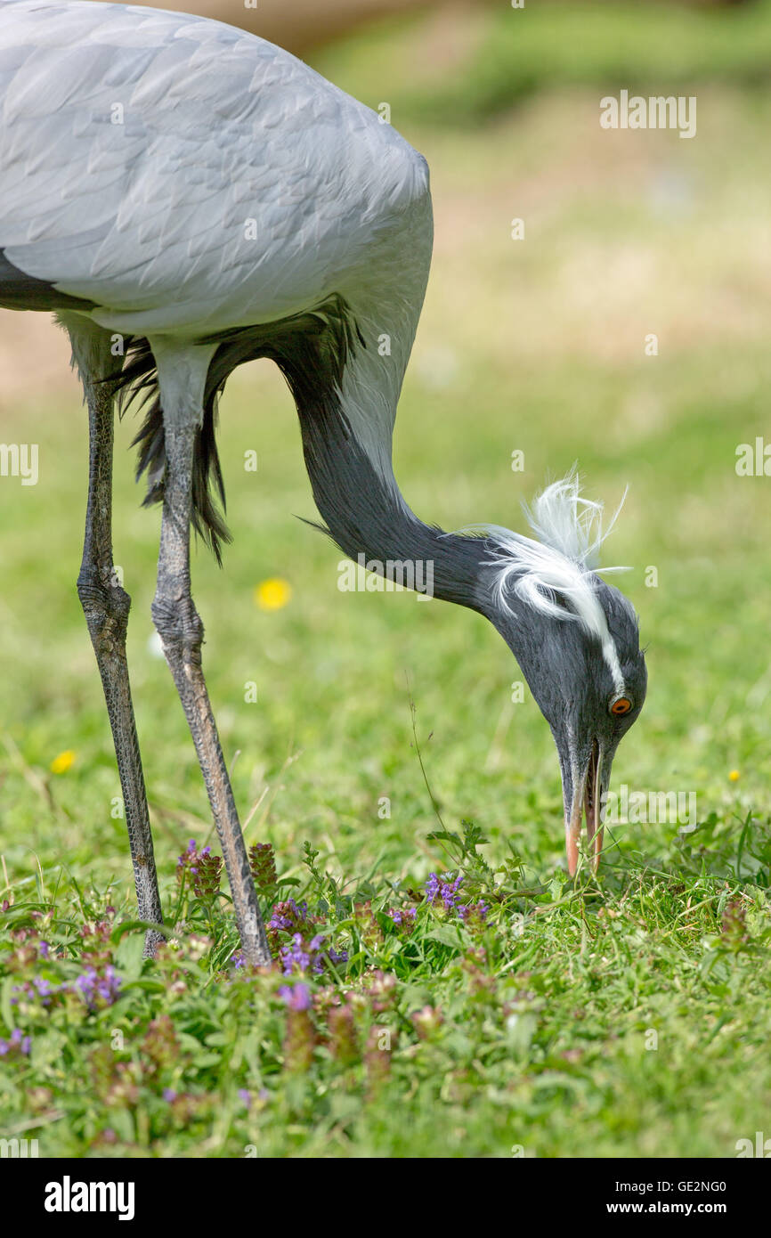 Demoiselle Crane (Anthropoides virgo). Bird using bill to probe ground ...