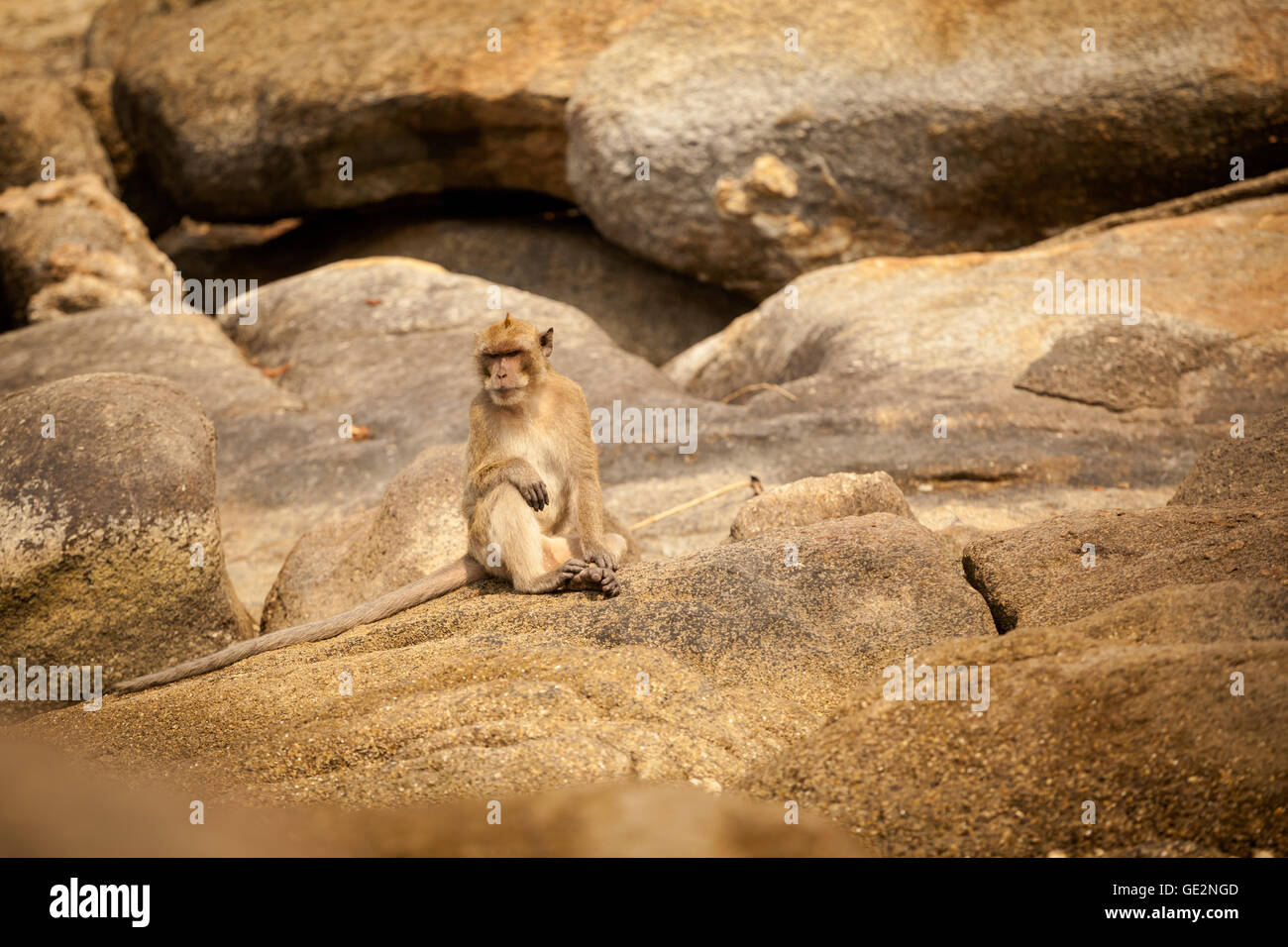 Monkey in Khao Takiab temple in tahi Hua Hin. Fauna of south east Asia ...