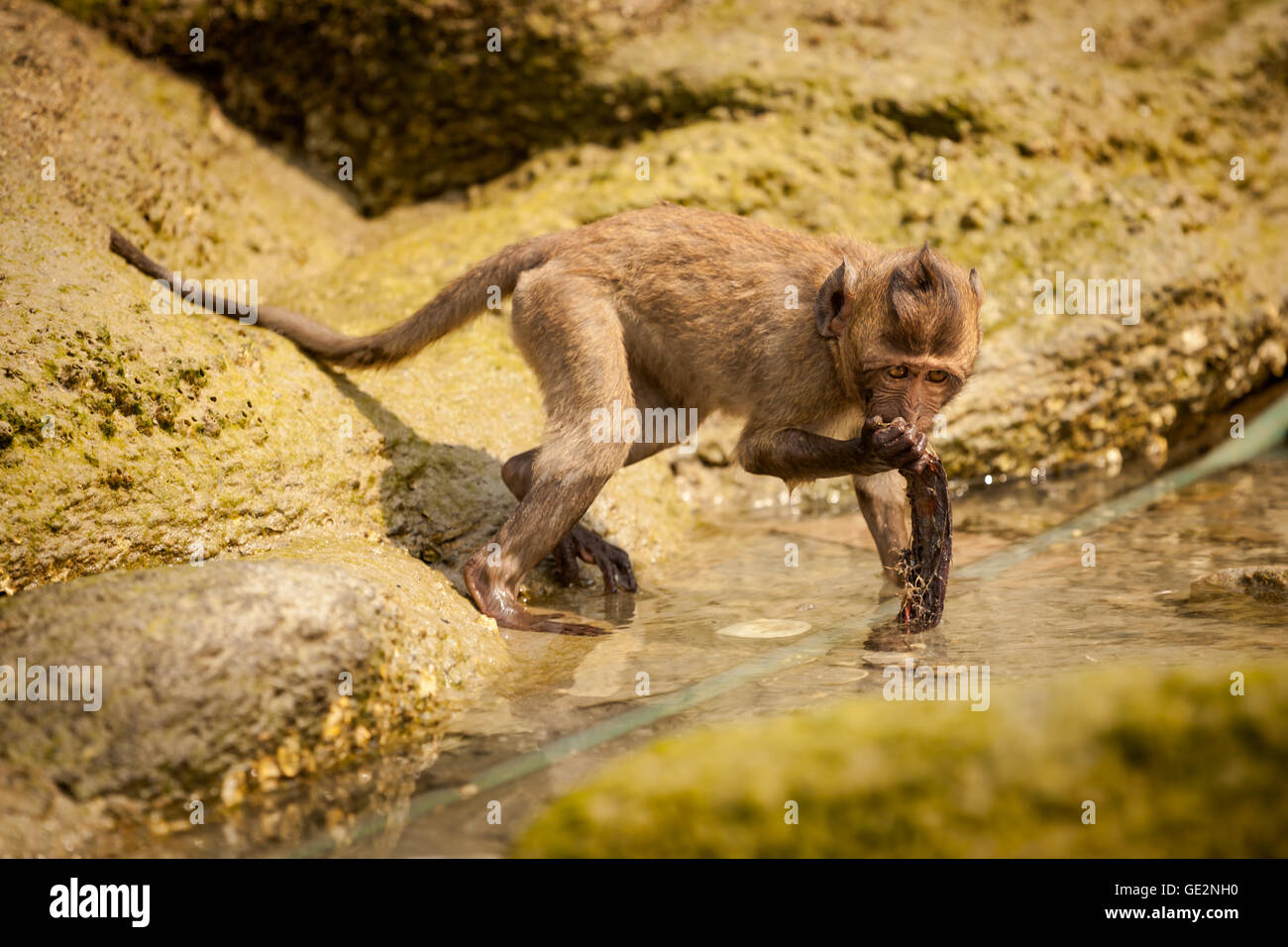 Monkey in Khao Takiab temple in tahi Hua Hin. Fauna of south east Asia ...