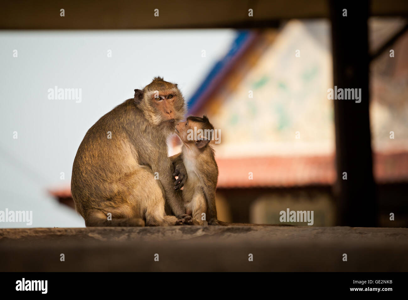 Monkey in Khao Takiab temple in tahi Hua Hin. Fauna of south east Asia ...
