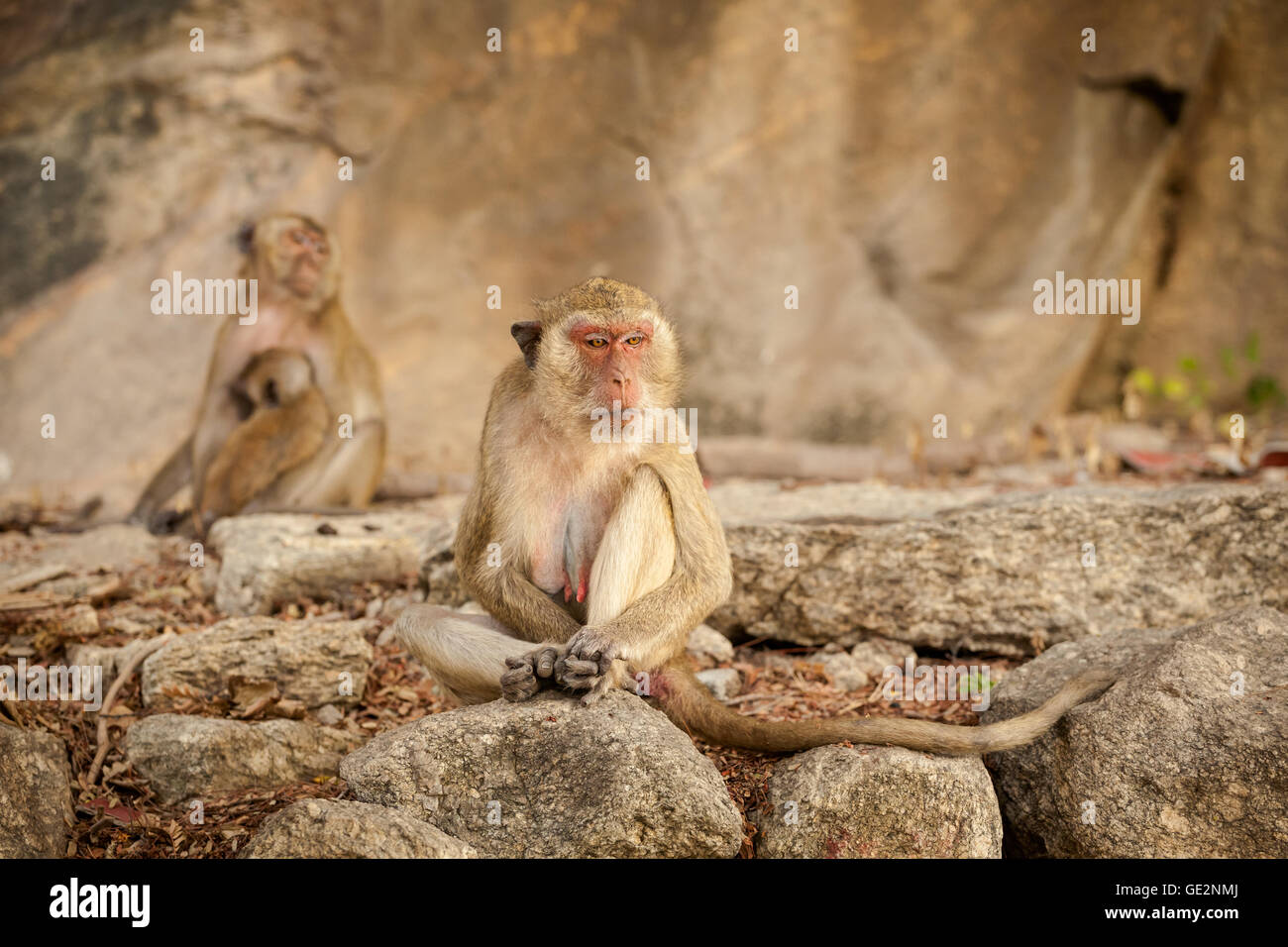 Monkey in Khao Takiab temple in tahi Hua Hin. Fauna of south east Asia ...