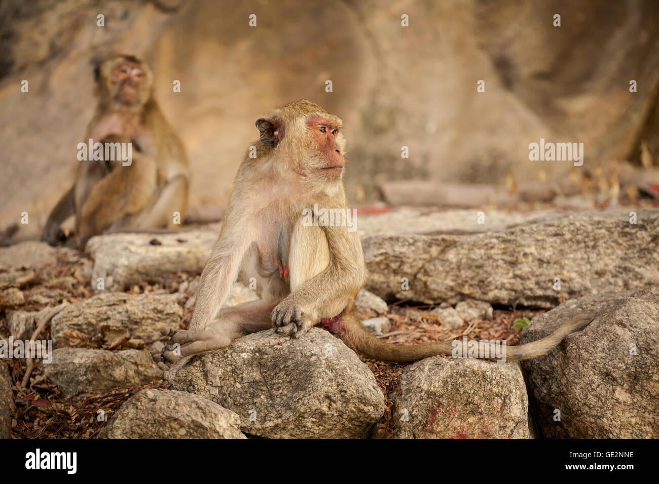 Monkey in Khao Takiab temple in tahi Hua Hin. Fauna of south east Asia ...