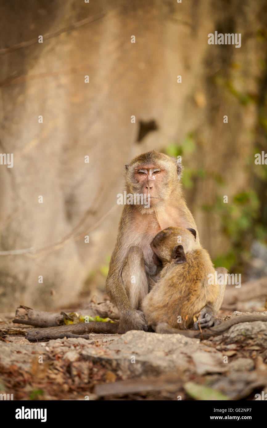 Monkey in Khao Takiab temple in tahi Hua Hin. Fauna of south east Asia ...
