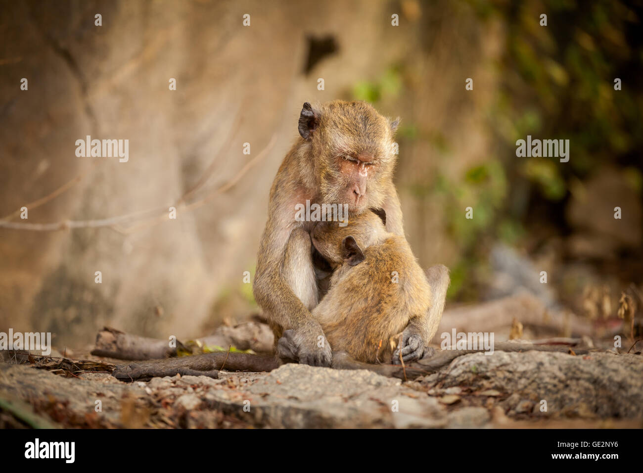 Monkey in Khao Takiab temple in tahi Hua Hin. Fauna of south east Asia ...
