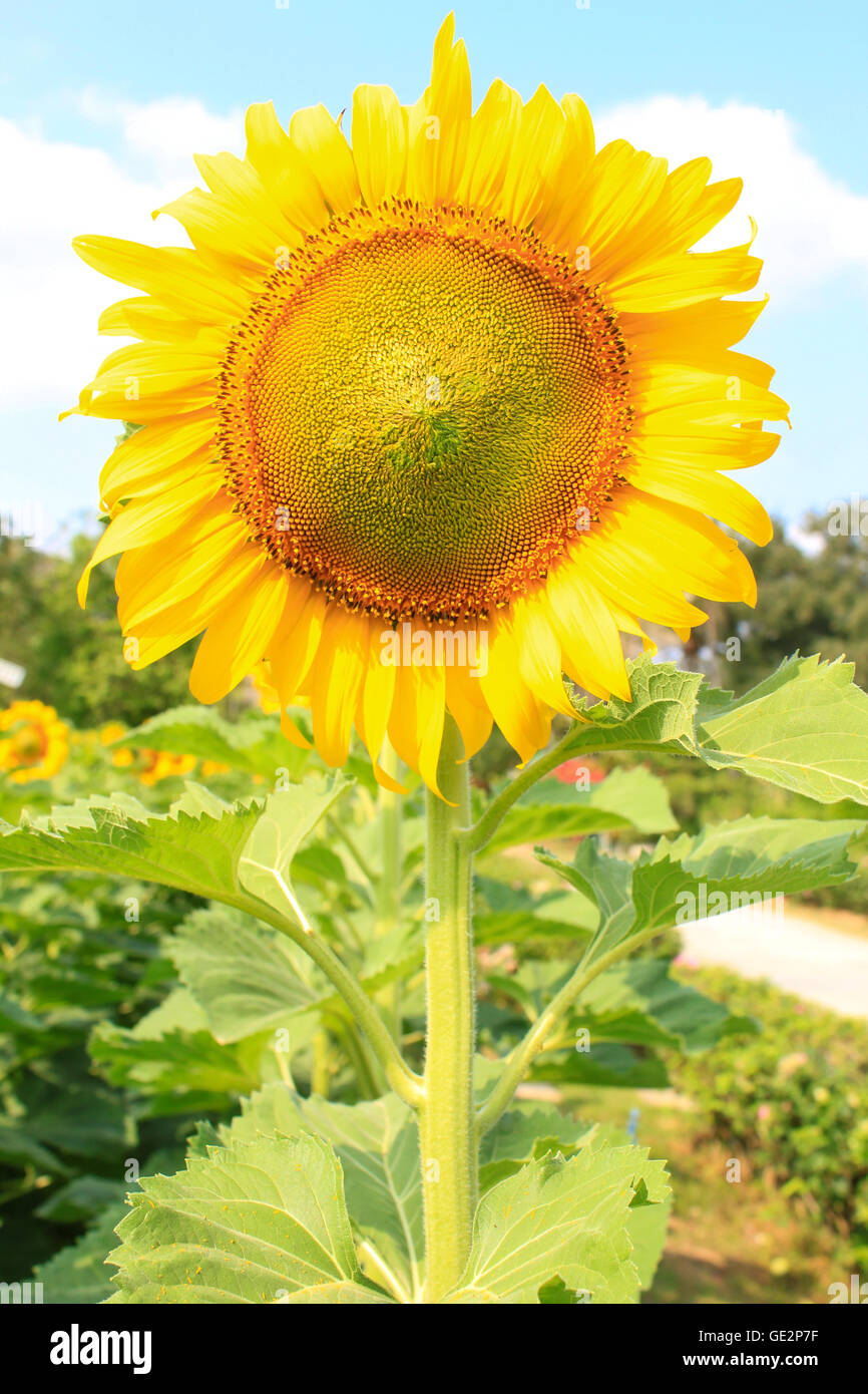field of blooming big beautiful sunflowers on sky background Stock ...