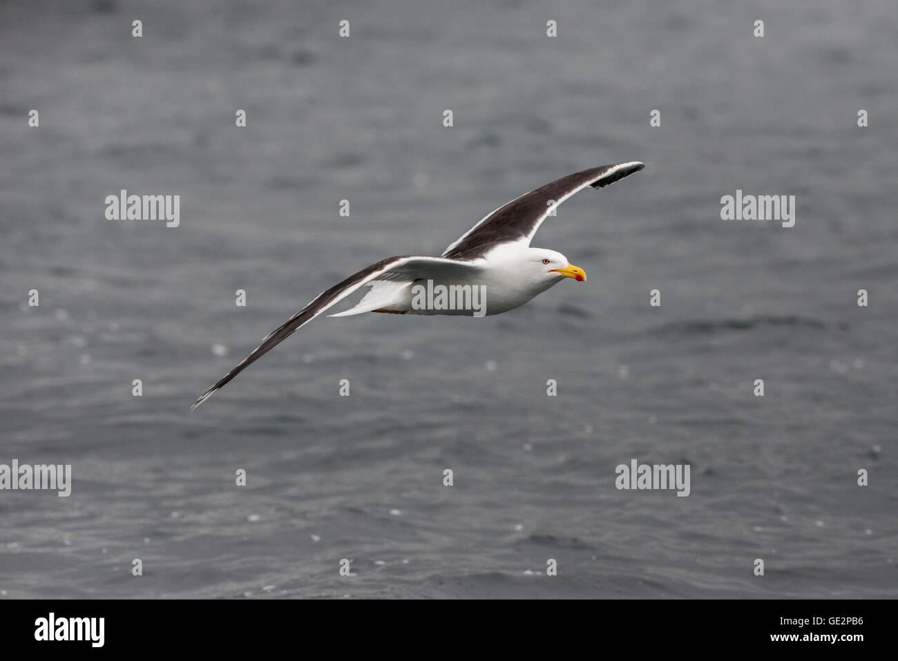 Flying lesser black backed gull hi-res stock photography and images - Alamy