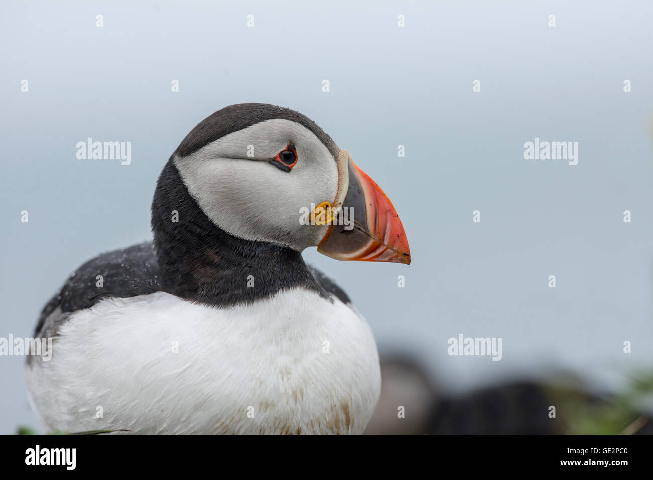 Puffin head hi-res stock photography and images - Alamy
