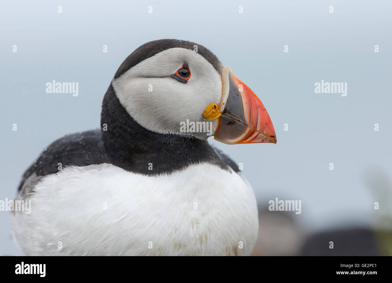 Puffin head hi-res stock photography and images - Alamy