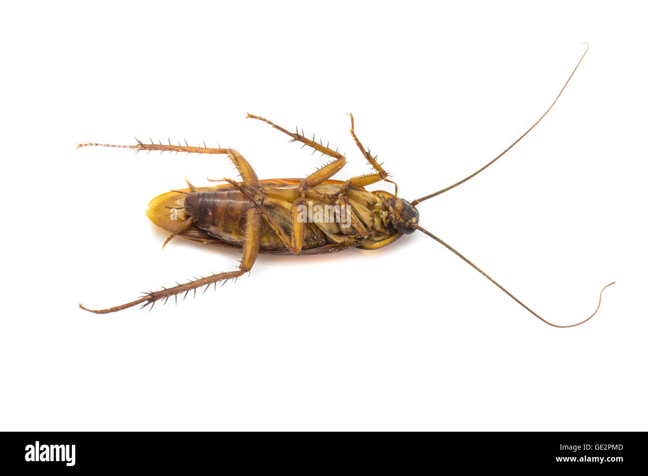 Closeup cockroach isolated on a white background Stock Photo - Alamy