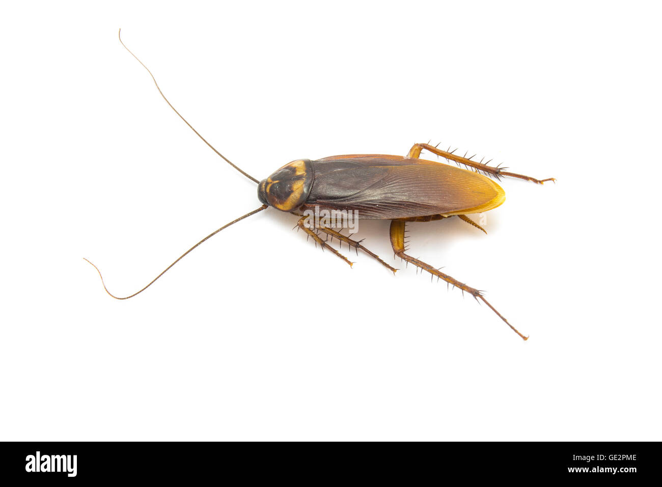 Closeup cockroach isolated on a white background Stock Photo - Alamy