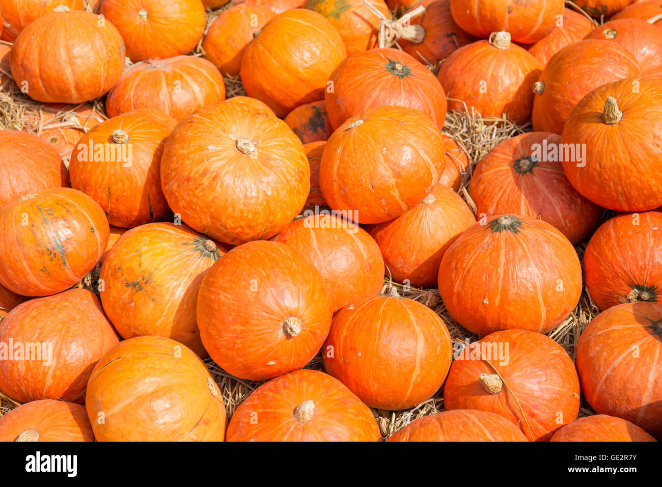Pumpkin in a field Background for fall, autumn, Halloween Stock Photo ...