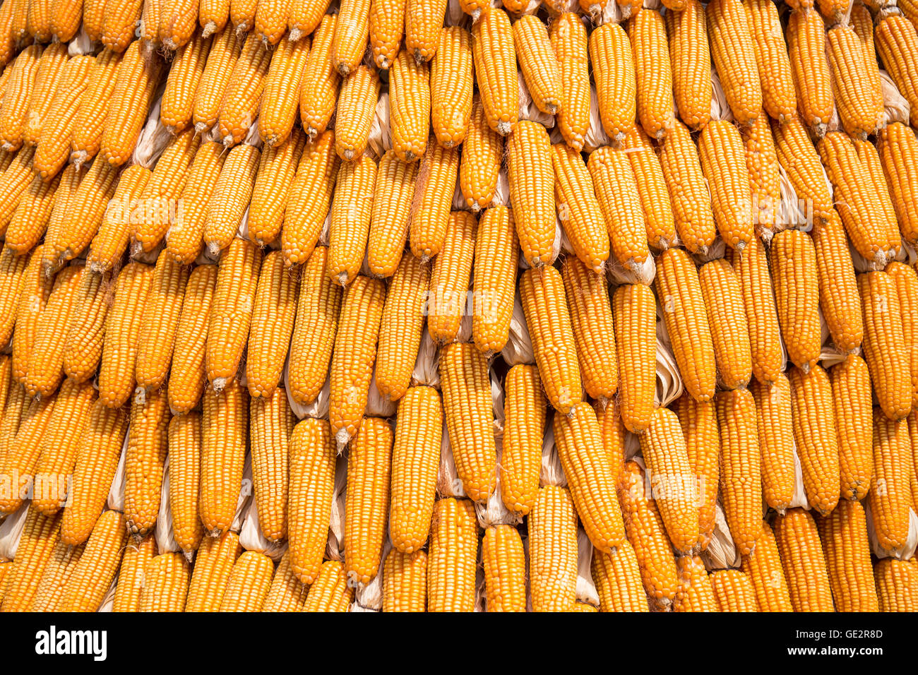 Grains of ripe corn, Raw corn, Fresh corn, Corn background Stock Photo ...