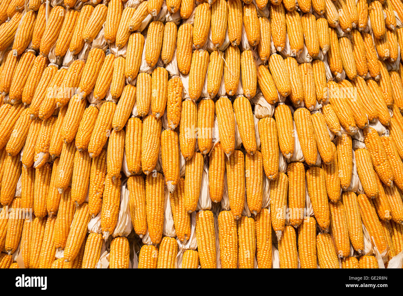 Grains of ripe corn, Raw corn, Fresh corn, Corn background Stock Photo ...