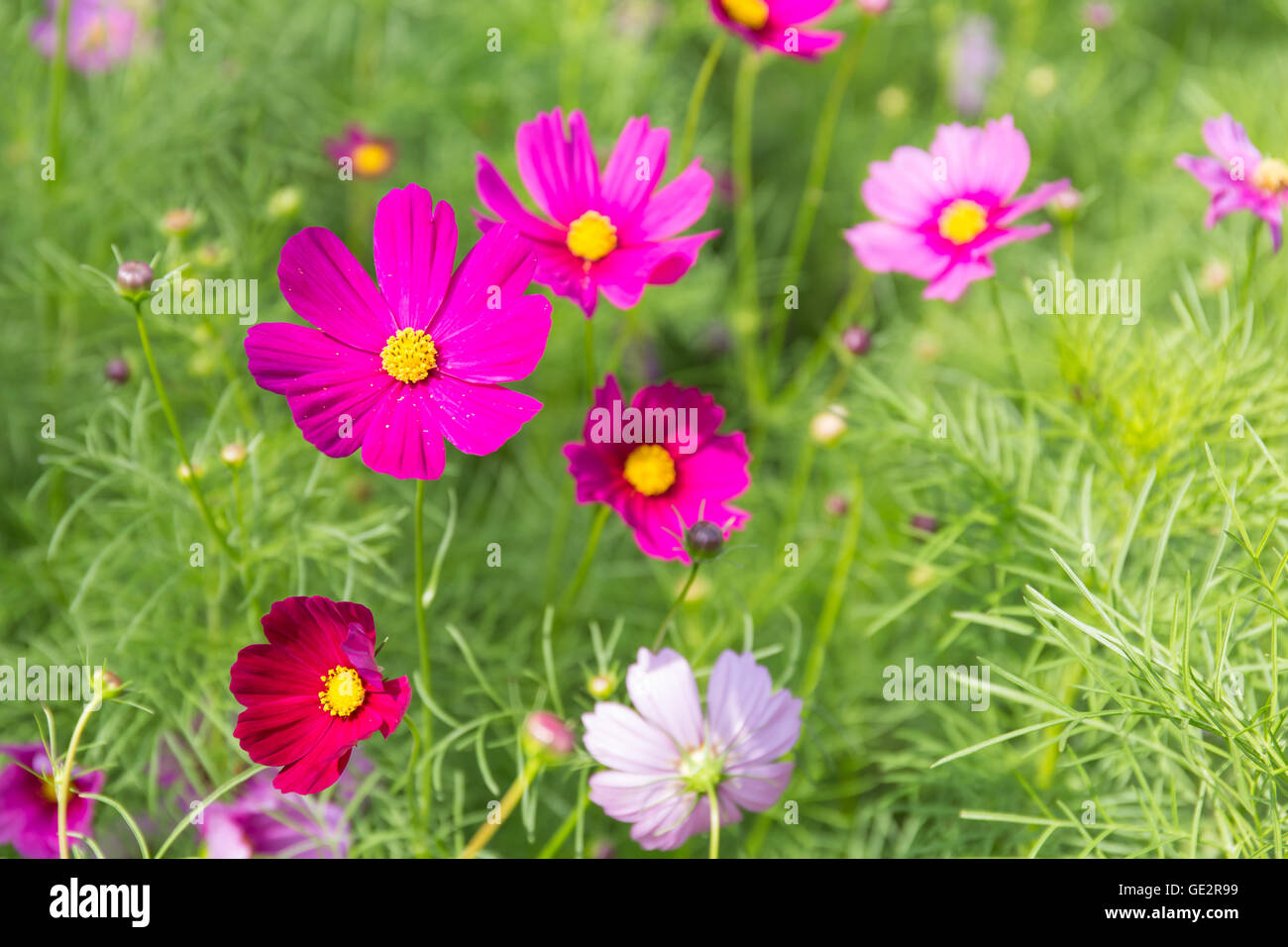 Blue cosmos isolated flower hi-res stock photography and images - Alamy