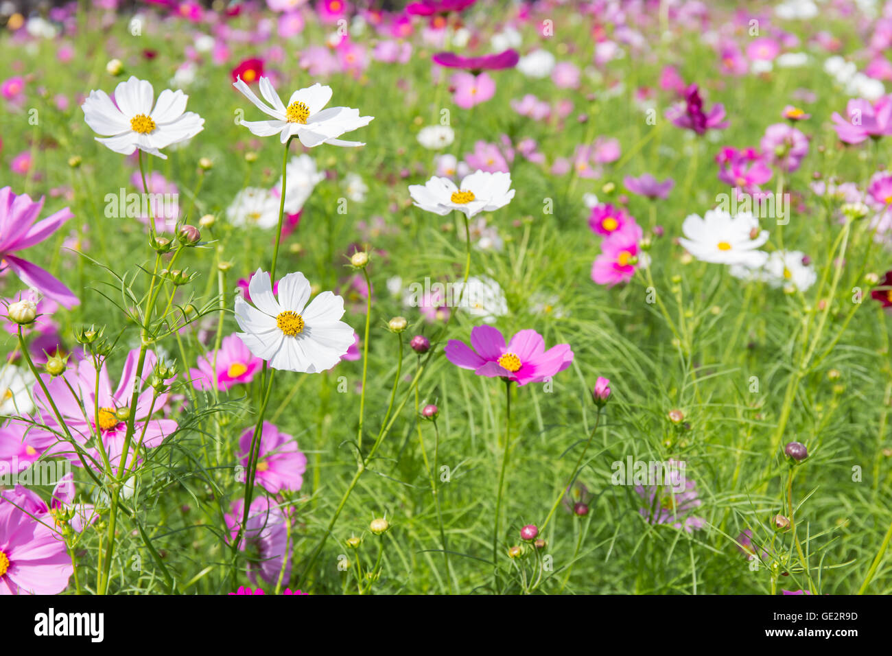 Field cosmos flower hi-res stock photography and images - Alamy