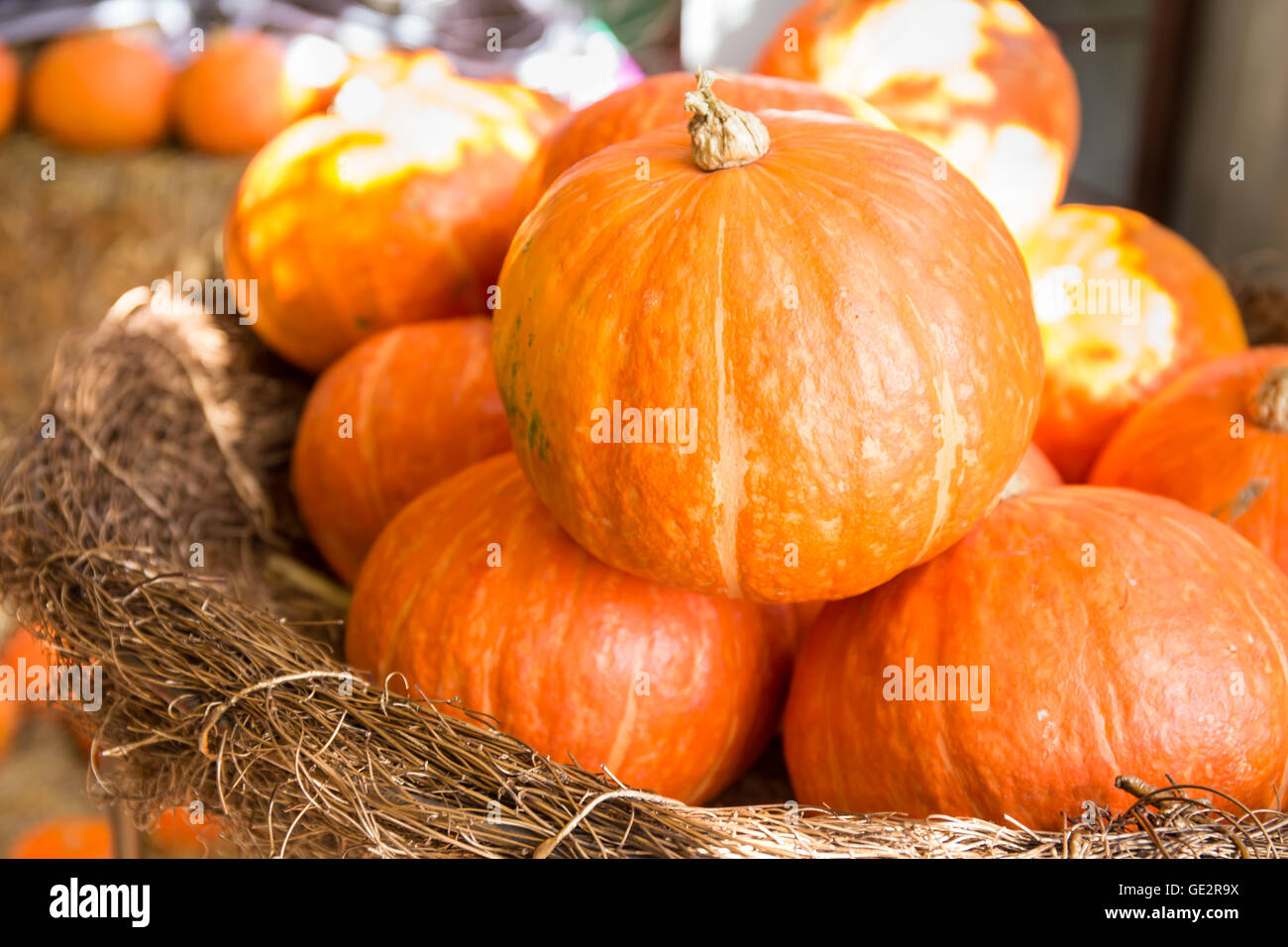 Pumpkin in a field Background for fall, autumn, Halloween Stock Photo ...