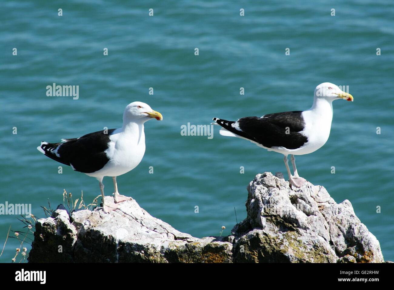Two Great black backed gulls Stock Photo - Alamy