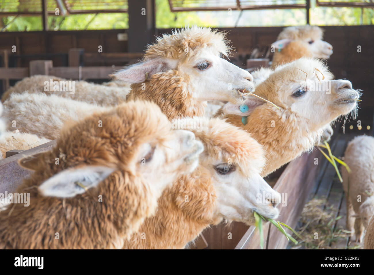 Sad alpaca hi-res stock photography and images - Alamy