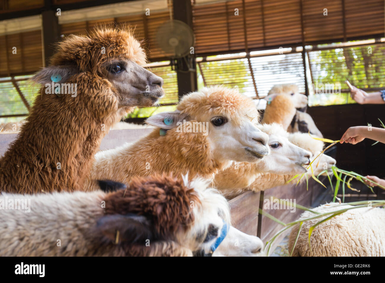 Alpaca in farm Stock Photo - Alamy