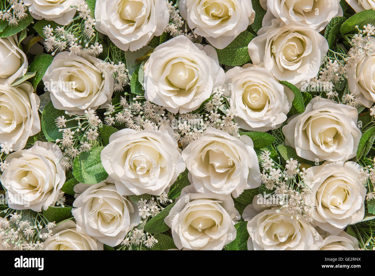 White roses as a background Stock Photo - Alamy