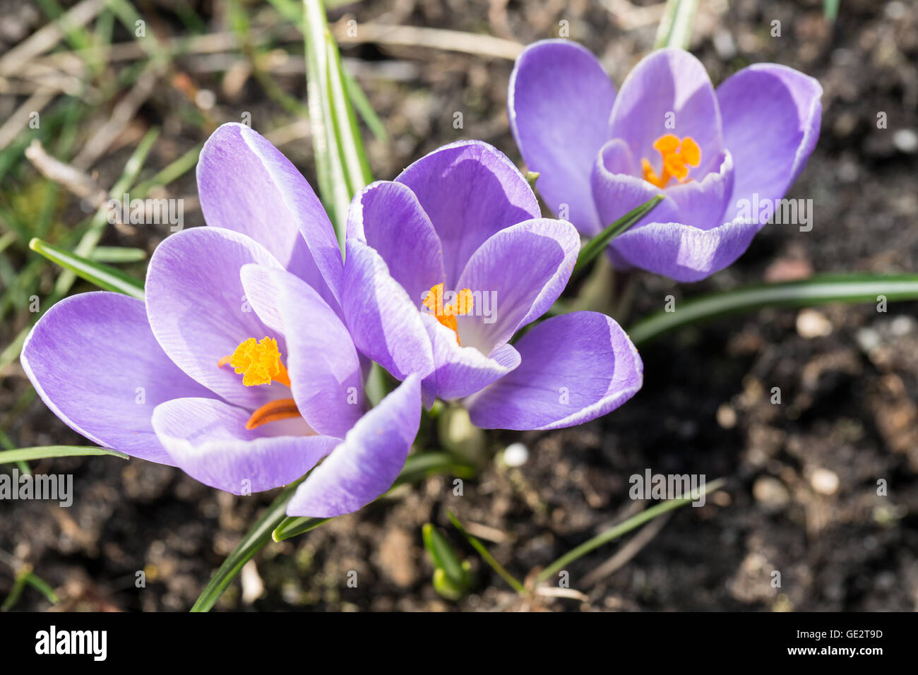 Crocus -blooming spring flowers Stock Photo - Alamy