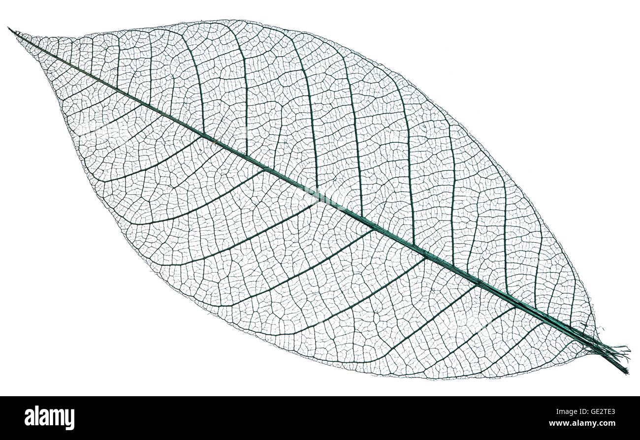 Leaf skeleton hi-res stock photography and images - Alamy