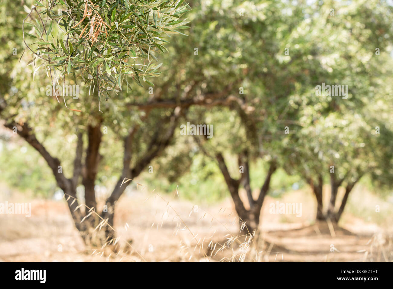 Olive tree garden hi-res stock photography and images - Alamy