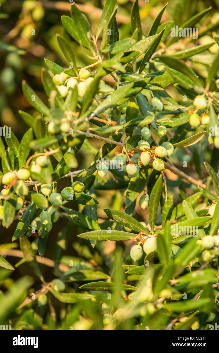 Olive berries tree hi-res stock photography and images - Alamy
