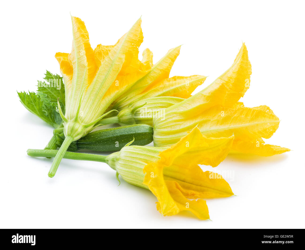 Zucchini flowers on a white background Stock Photo - Alamy