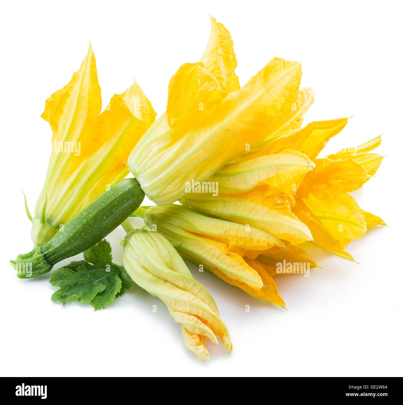 Zucchini flowers on a white background Stock Photo - Alamy