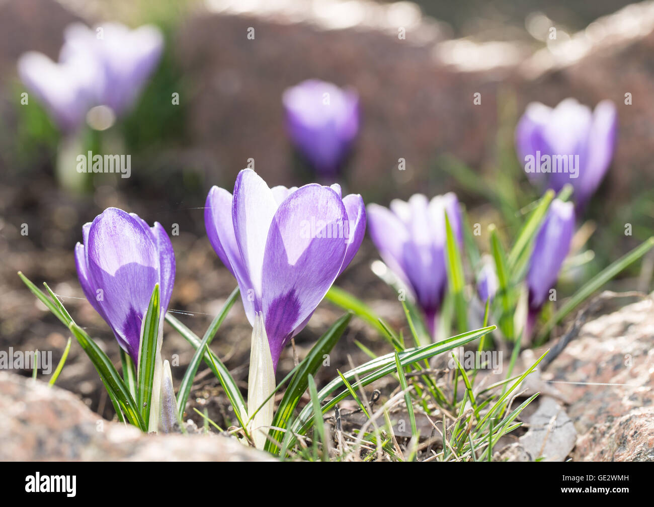 Wild spring crocus flowers hi-res stock photography and images - Alamy